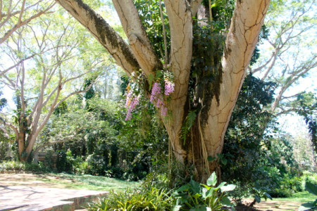 Puerto Rico Flowers | Doll